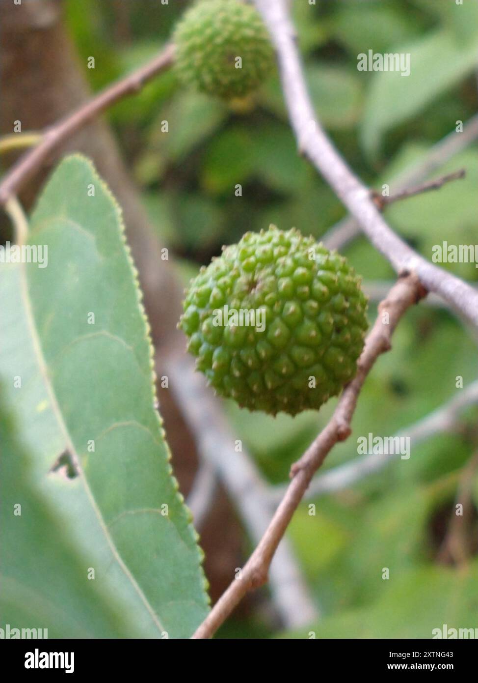 West Indian Elm (Guazuma ulmifolia) Plantae Stock Photo - Alamy