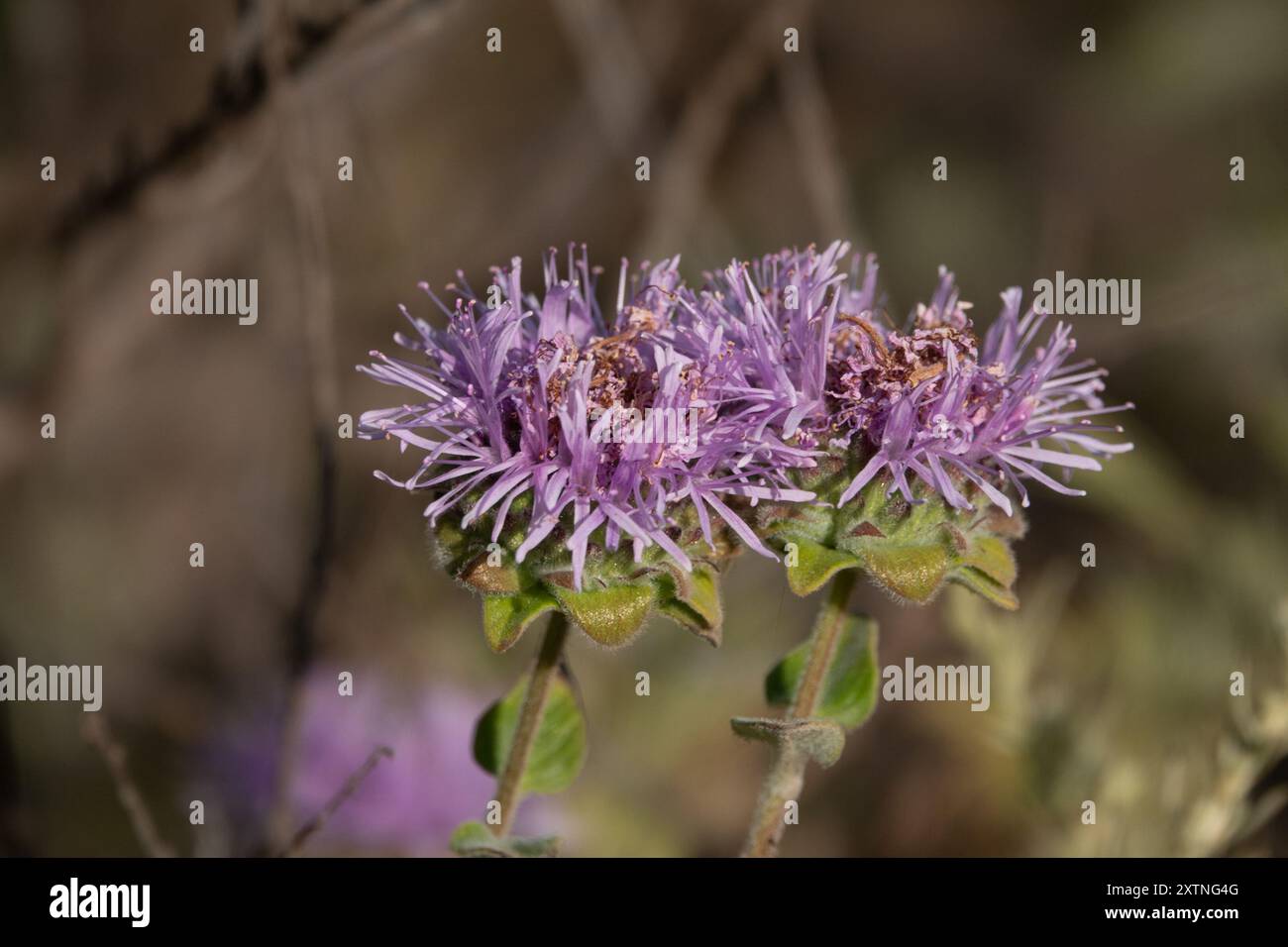 Coyote Mint (Monardella villosa) Plantae Stock Photo - Alamy