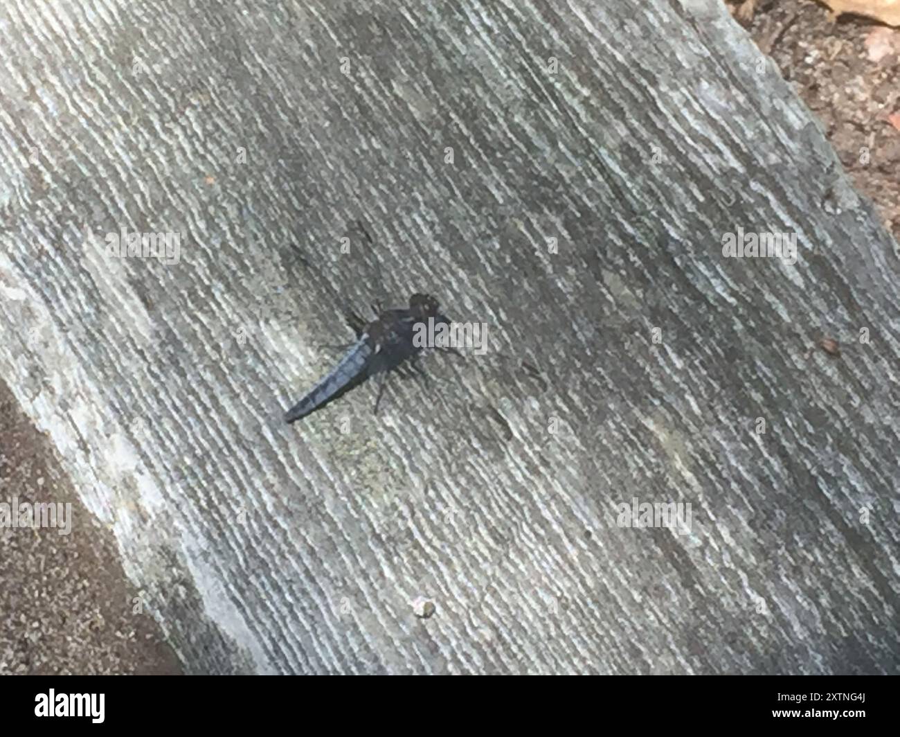 Blue Corporal (Ladona deplanata) Insecta Stock Photo - Alamy