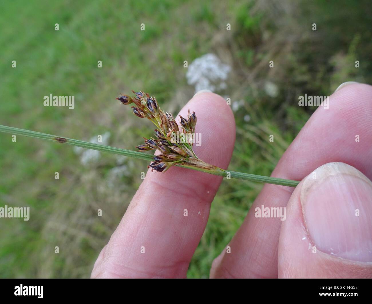 Hard Rush (Juncus inflexus) Plantae Stock Photo - Alamy