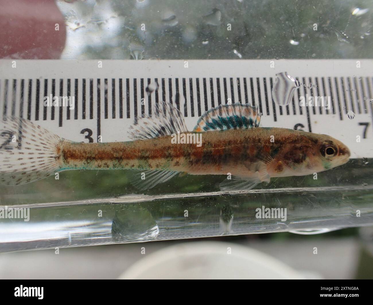 Iowa Darter (Etheostoma exile) Actinopterygii Stock Photo - Alamy