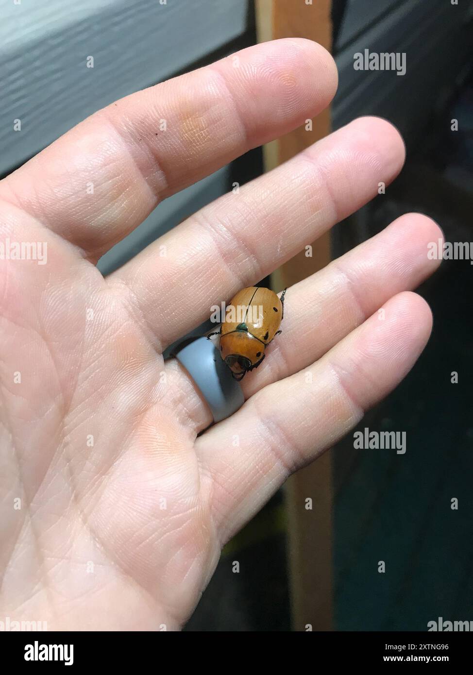 Grapevine Beetle (Pelidnota punctata) Insecta Stock Photo - Alamy