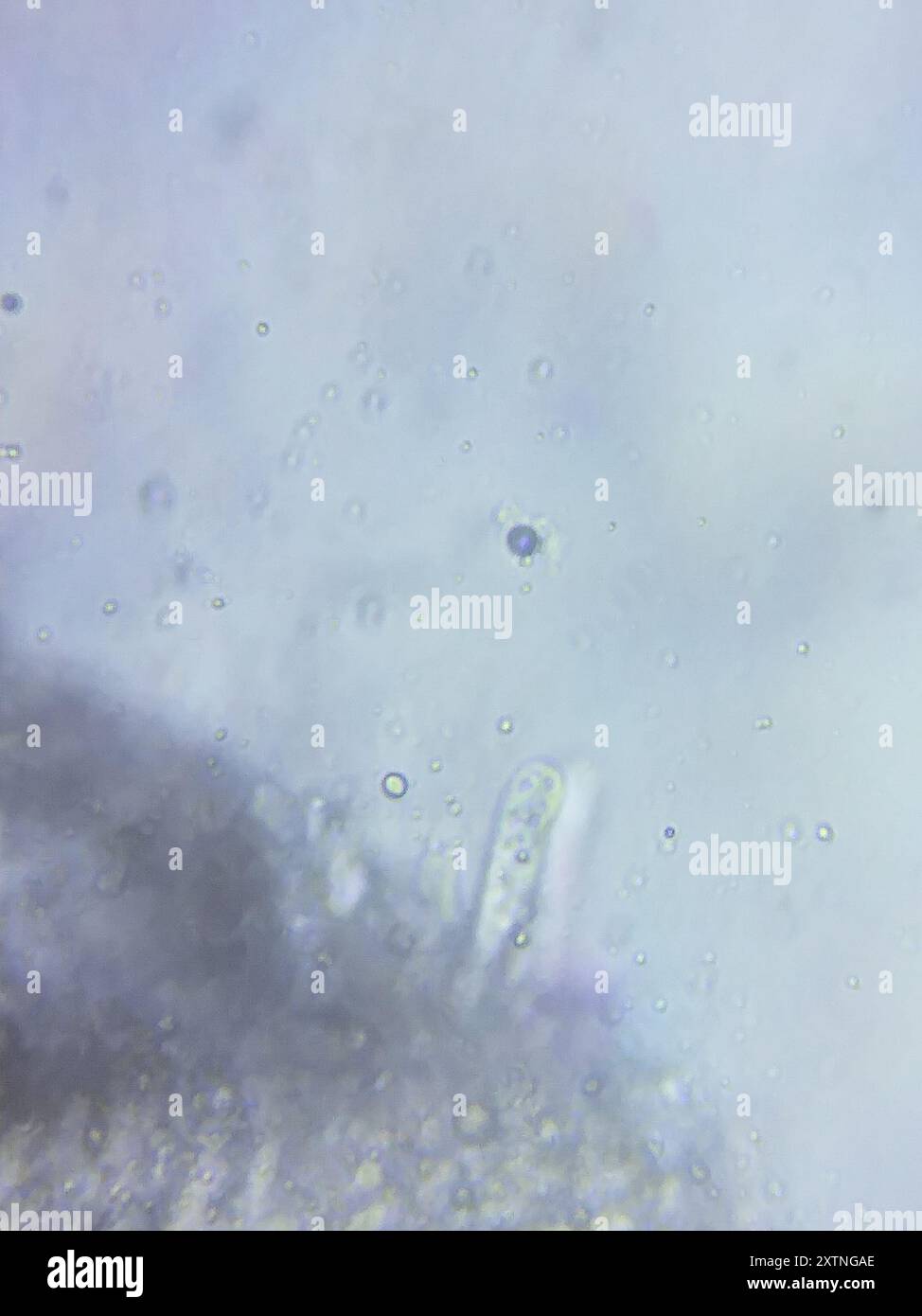 (Resinomycena rhododendri) Fungi Stock Photo - Alamy