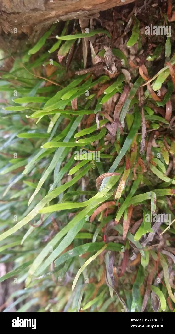 Kolokolo (Adenophorus tenellus) Plantae Stock Photo - Alamy