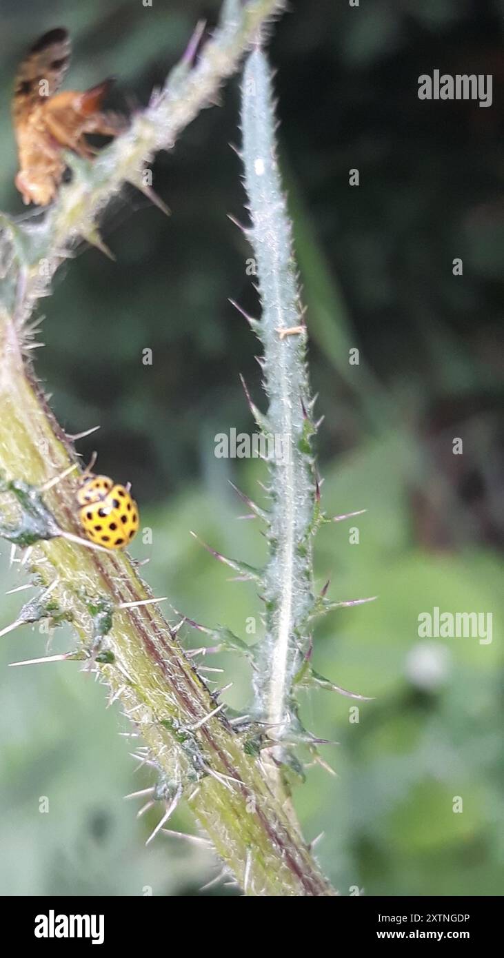22-spot Ladybird (Psyllobora vigintiduopunctata) Insecta Stock Photo ...