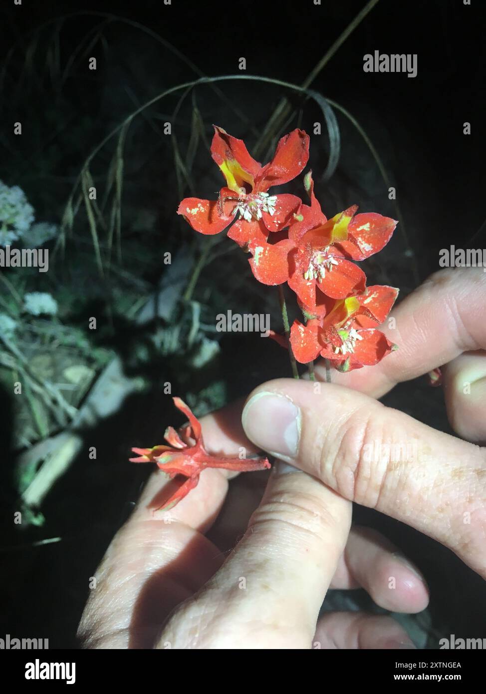 Scarlet Larkspur (Delphinium cardinale) Plantae Stock Photo - Alamy