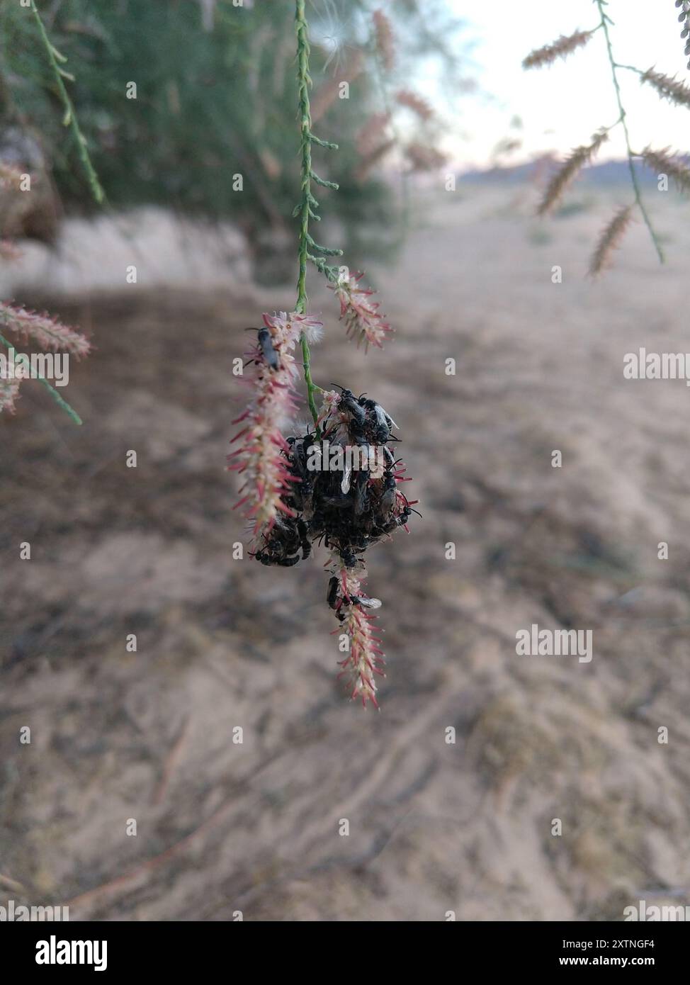 Tiphiid flower wasps hi-res stock photography and images - Alamy