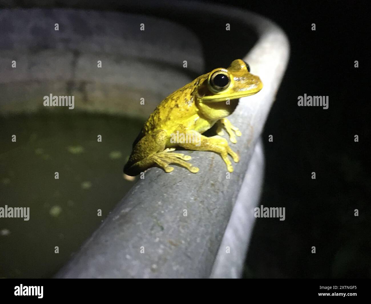 Cuban Tree Frog (Osteopilus septentrionalis) Amphibia Stock Photo - Alamy
