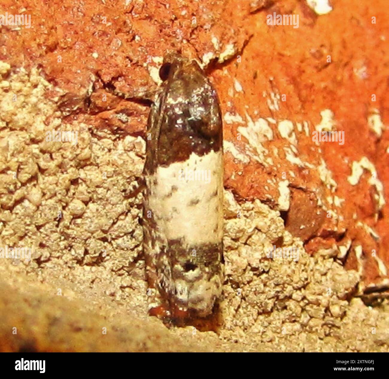 Goldenrod gall moth hi-res stock photography and images - Alamy