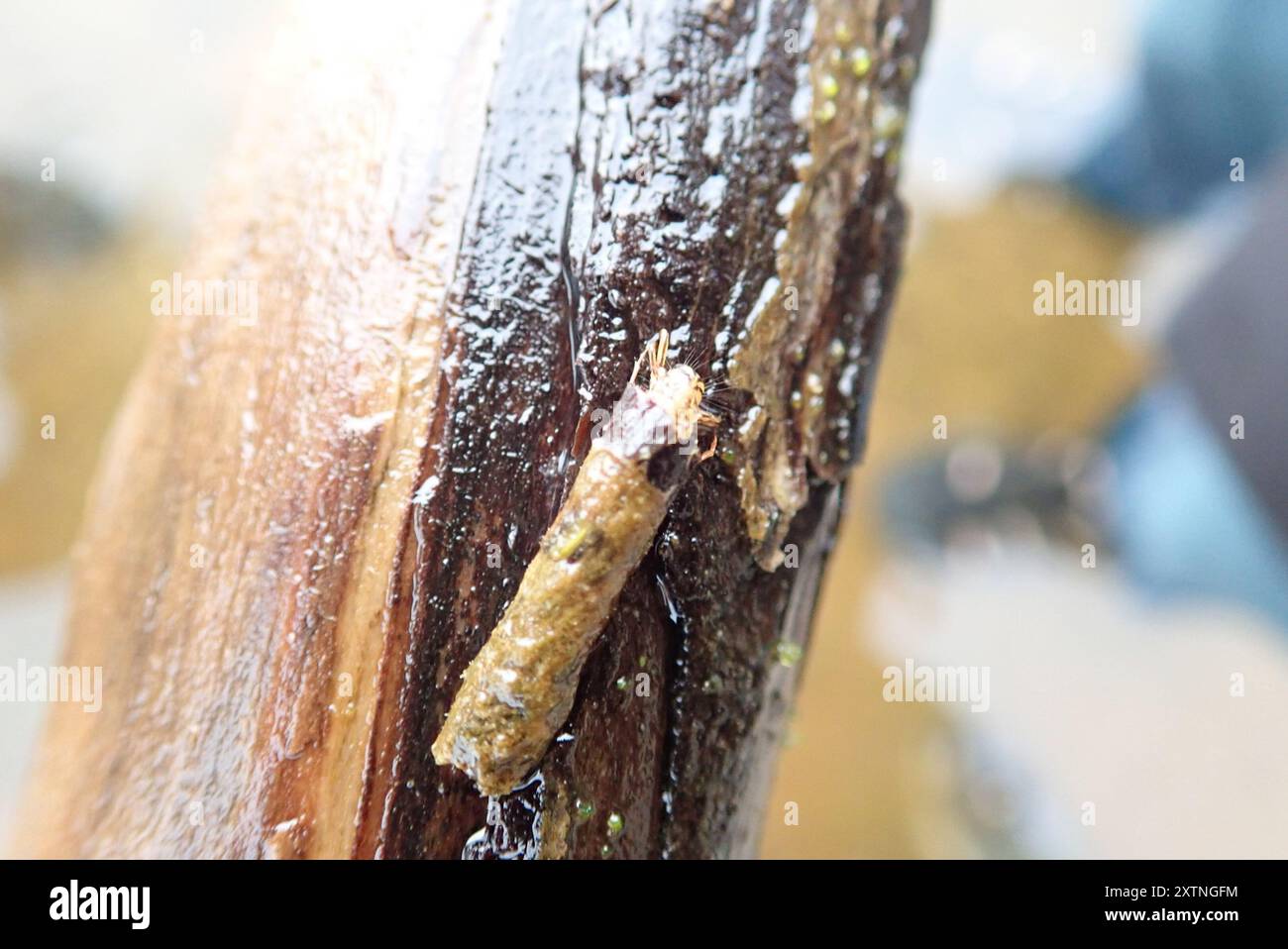 Giant Casemaker Caddisflies (Phryganeidae) Insecta Stock Photo - Alamy