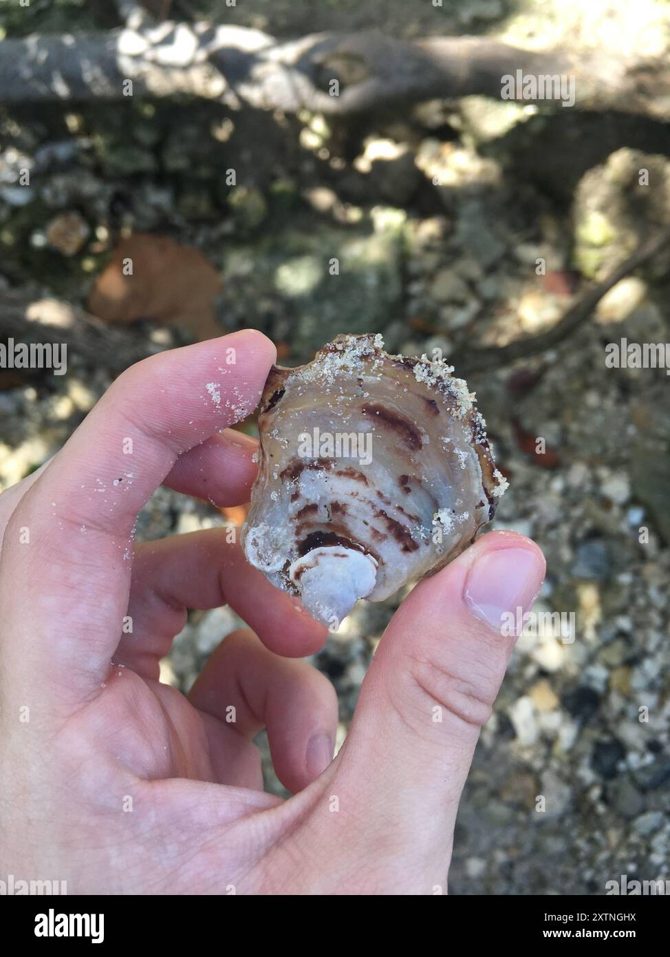 Isognomon oyster hi-res stock photography and images - Alamy