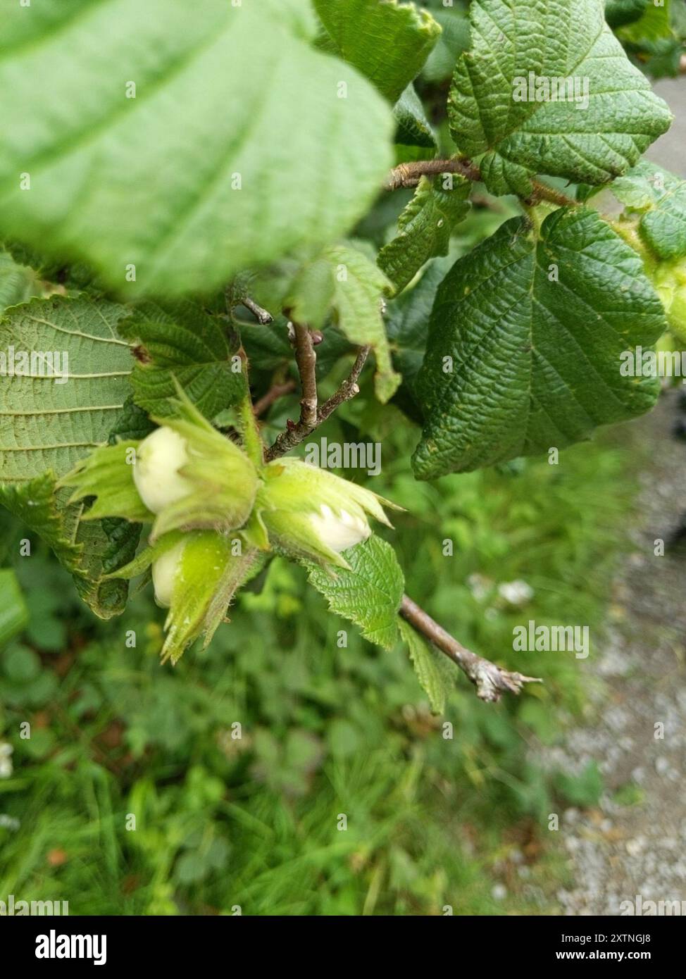common hazel (Corylus avellana) Plantae Stock Photo - Alamy