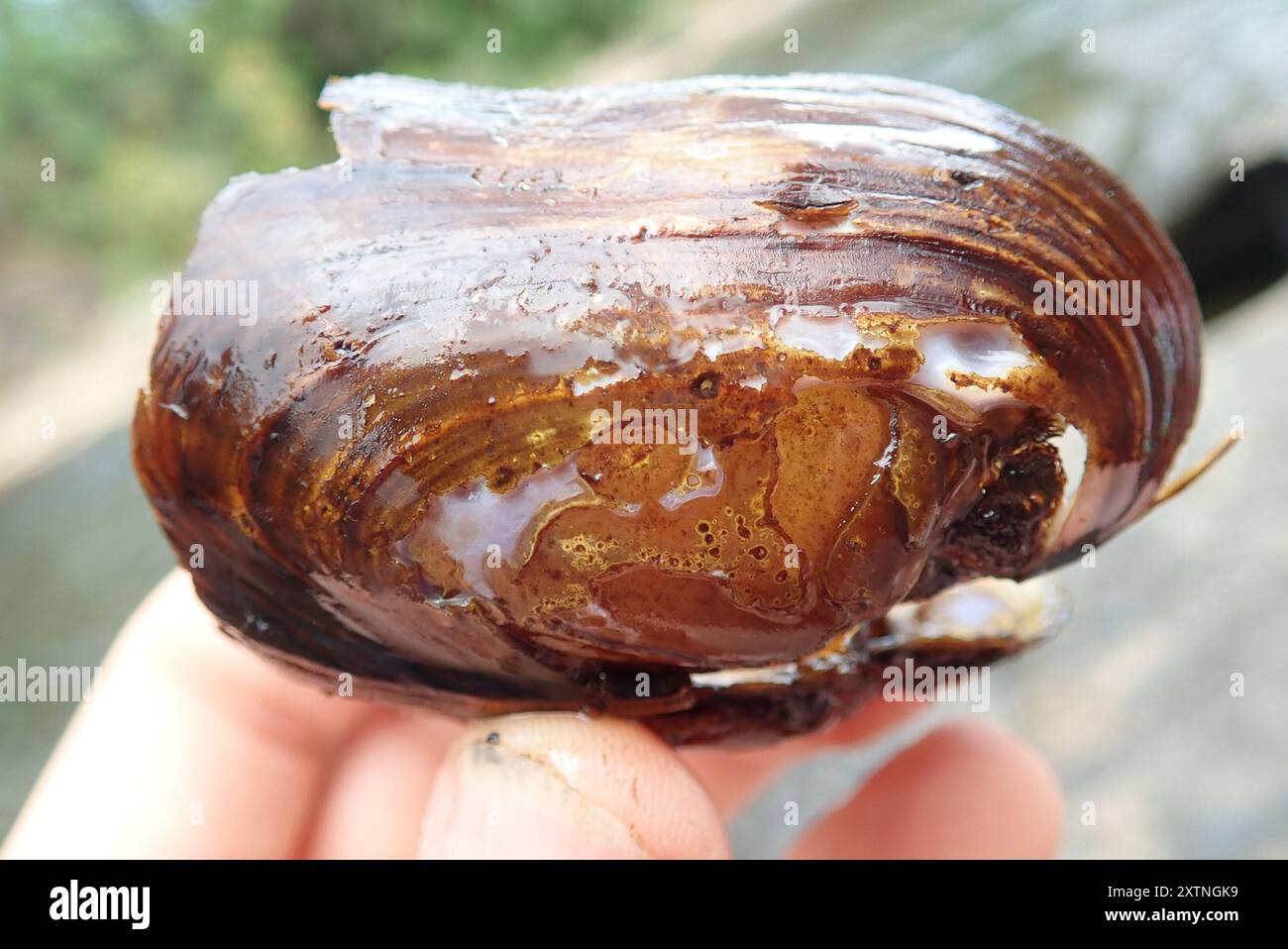 Western Pearlshell (Margaritifera falcata) Mollusca Stock Photo - Alamy