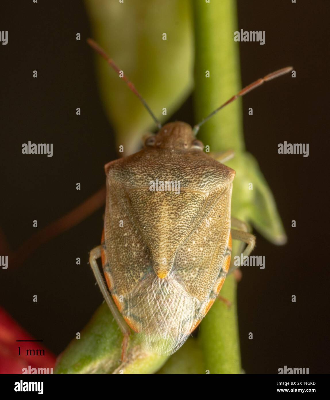 Red-shouldered Stink Bug (Thyanta custator) Insecta Stock Photo - Alamy