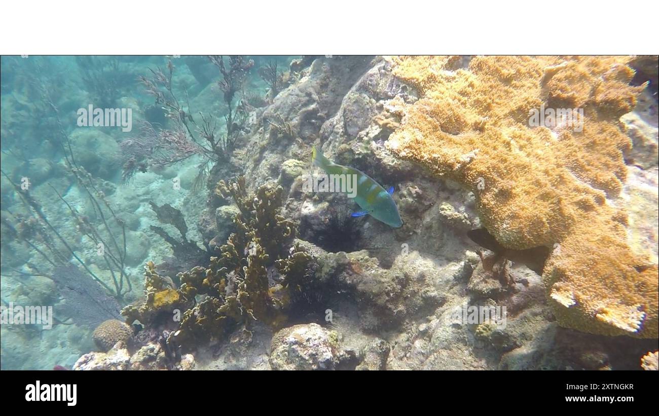 Puddingwife Wrasse (Halichoeres radiatus) Actinopterygii Stock Photo ...