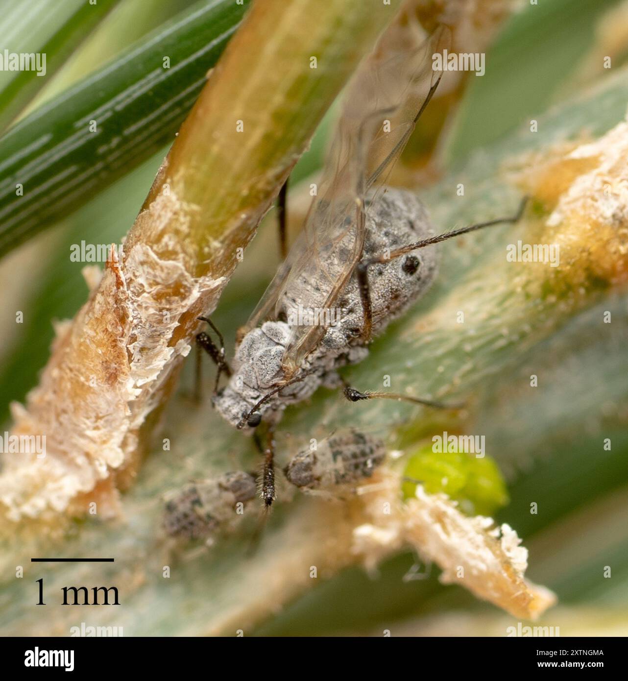 Giant Conifer Aphids (Cinara) Insecta Stock Photo - Alamy