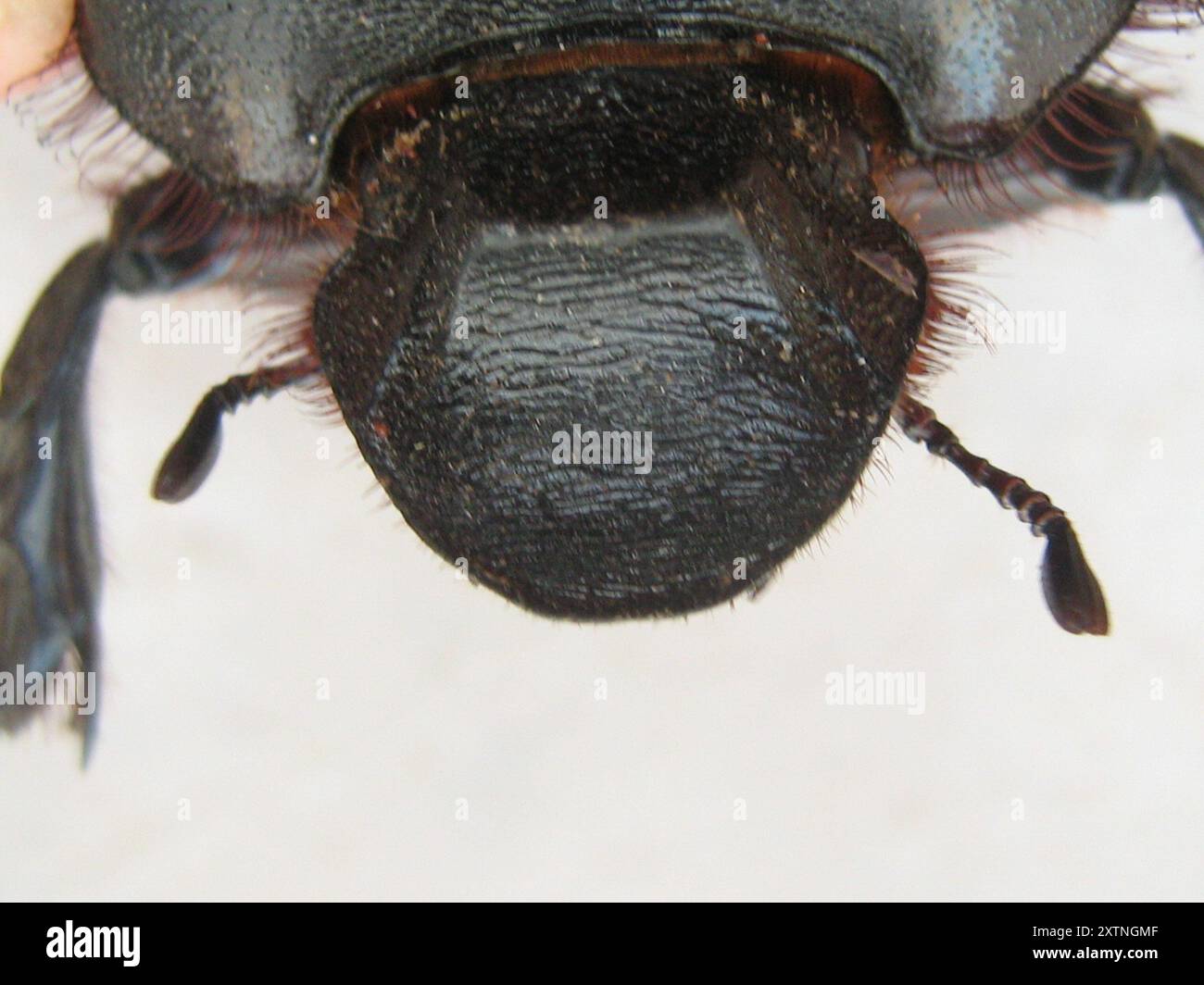 (Heliocopris hamadryas) Insecta Stock Photo - Alamy