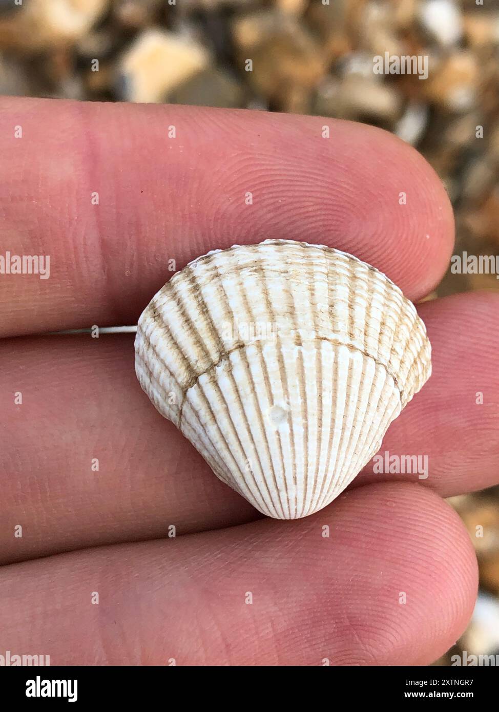 Common Cockle (Cerastoderma edule) Mollusca Stock Photo - Alamy