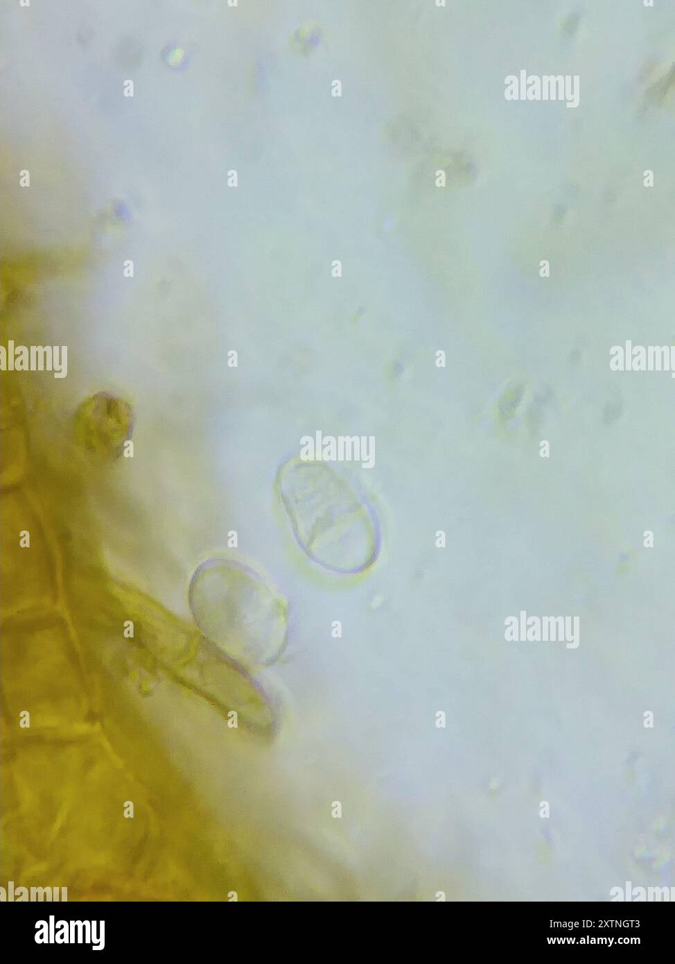 orange polypore mould (Hypomyces aurantius) Fungi Stock Photo - Alamy