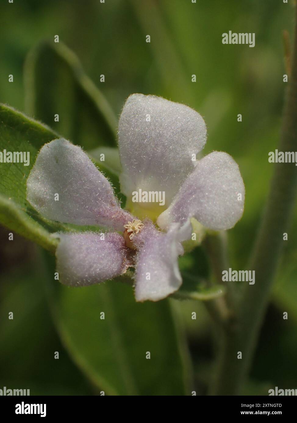 Narrow-leaved Screwtree (Helicteres angustifolia) Plantae Stock Photo ...