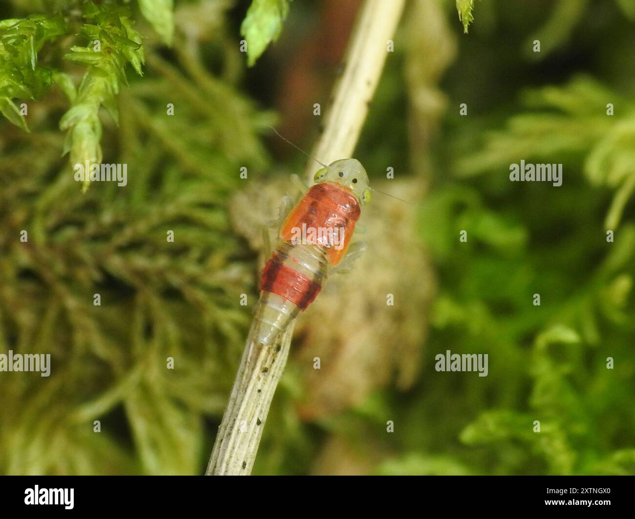 True Hoppers (Auchenorrhyncha) Insecta Stock Photo - Alamy