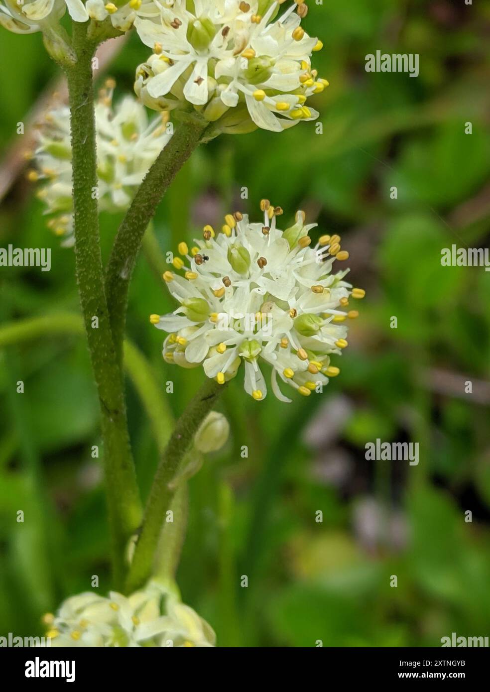 Sticky False Asphodel (Triantha glutinosa) Plantae Stock Photo - Alamy