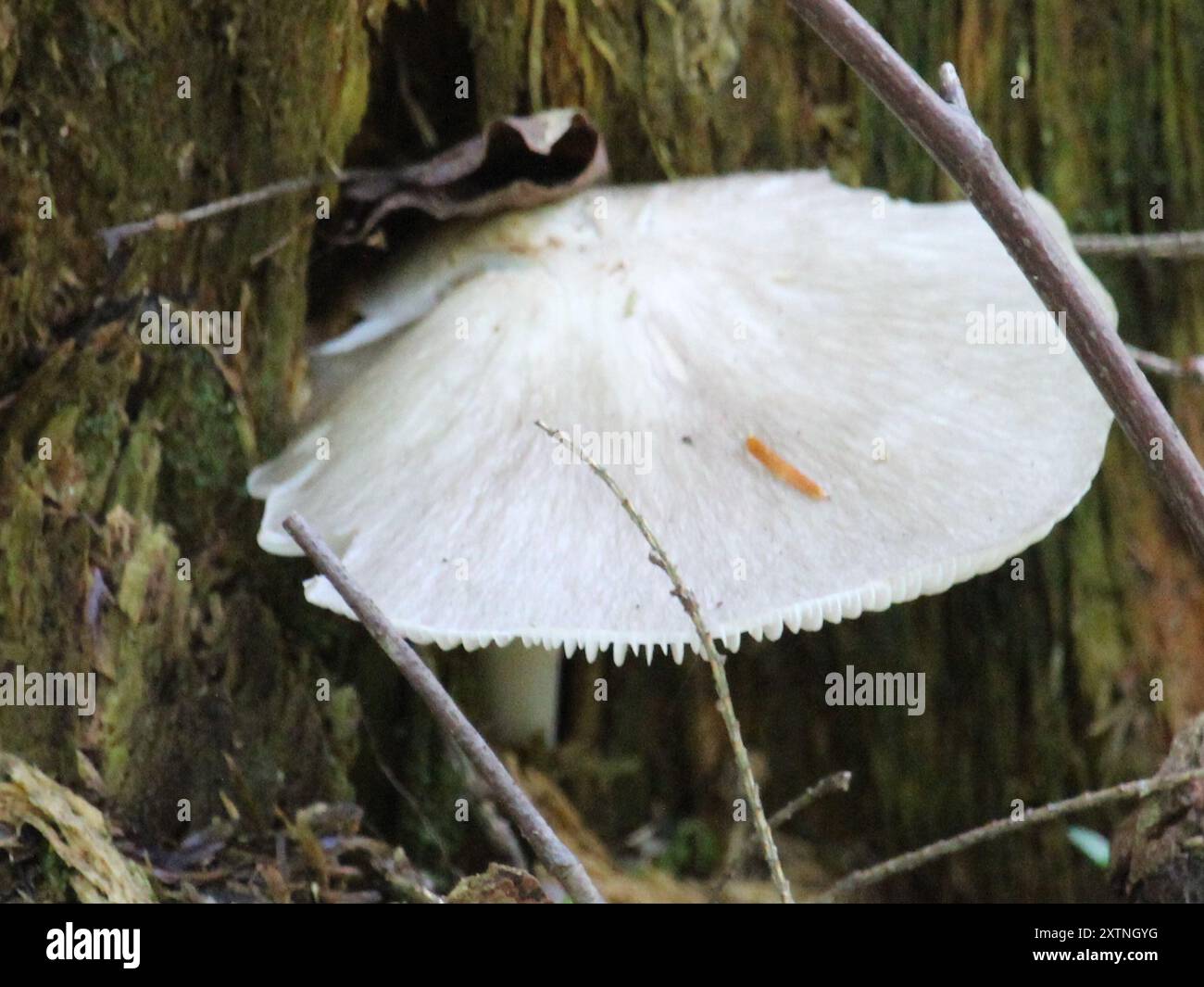 Eastern American Platterful Mushroom (Megacollybia rodmanii) Fungi ...