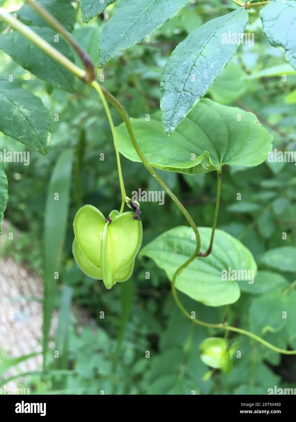 wild yam (Dioscorea villosa) Plantae Stock Photo - Alamy