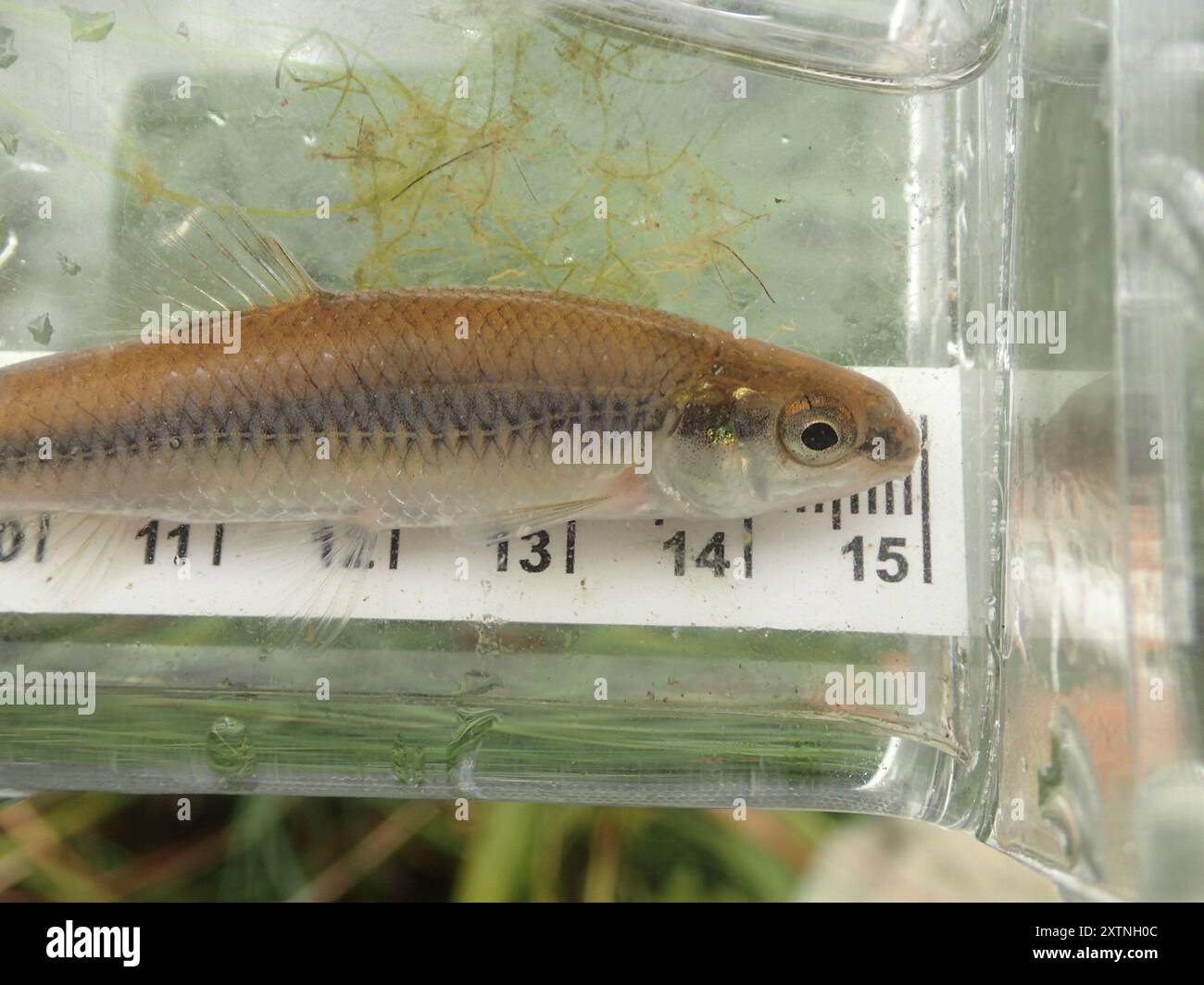 Bluntnose Minnow (Pimephales notatus) Actinopterygii Stock Photo - Alamy