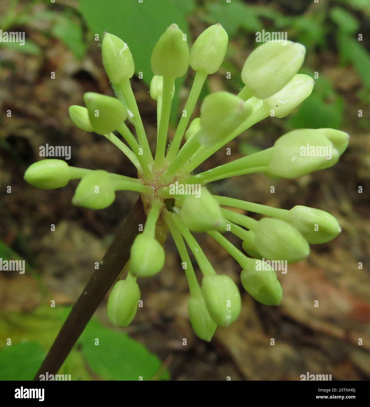 wild leeks (Allium tricoccum) Plantae Stock Photo - Alamy