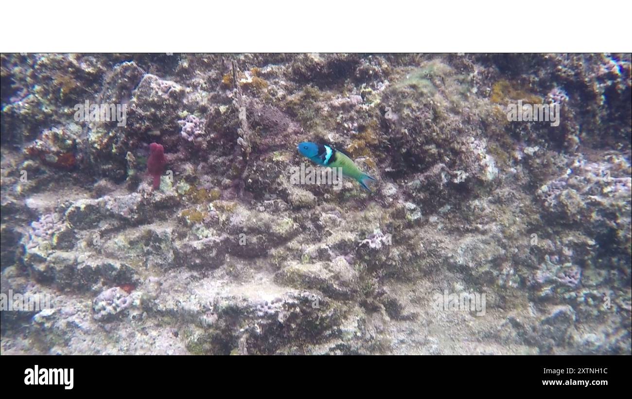 Caribbean Bluehead Wrasse (Thalassoma bifasciatum) Actinopterygii Stock ...