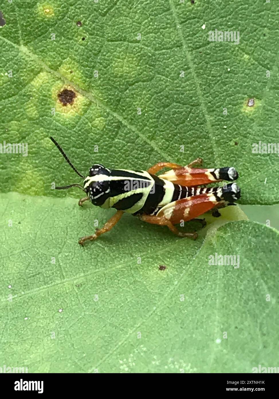 Aztec Spur-throated Grasshopper (Aidemona azteca) Insecta Stock Photo ...