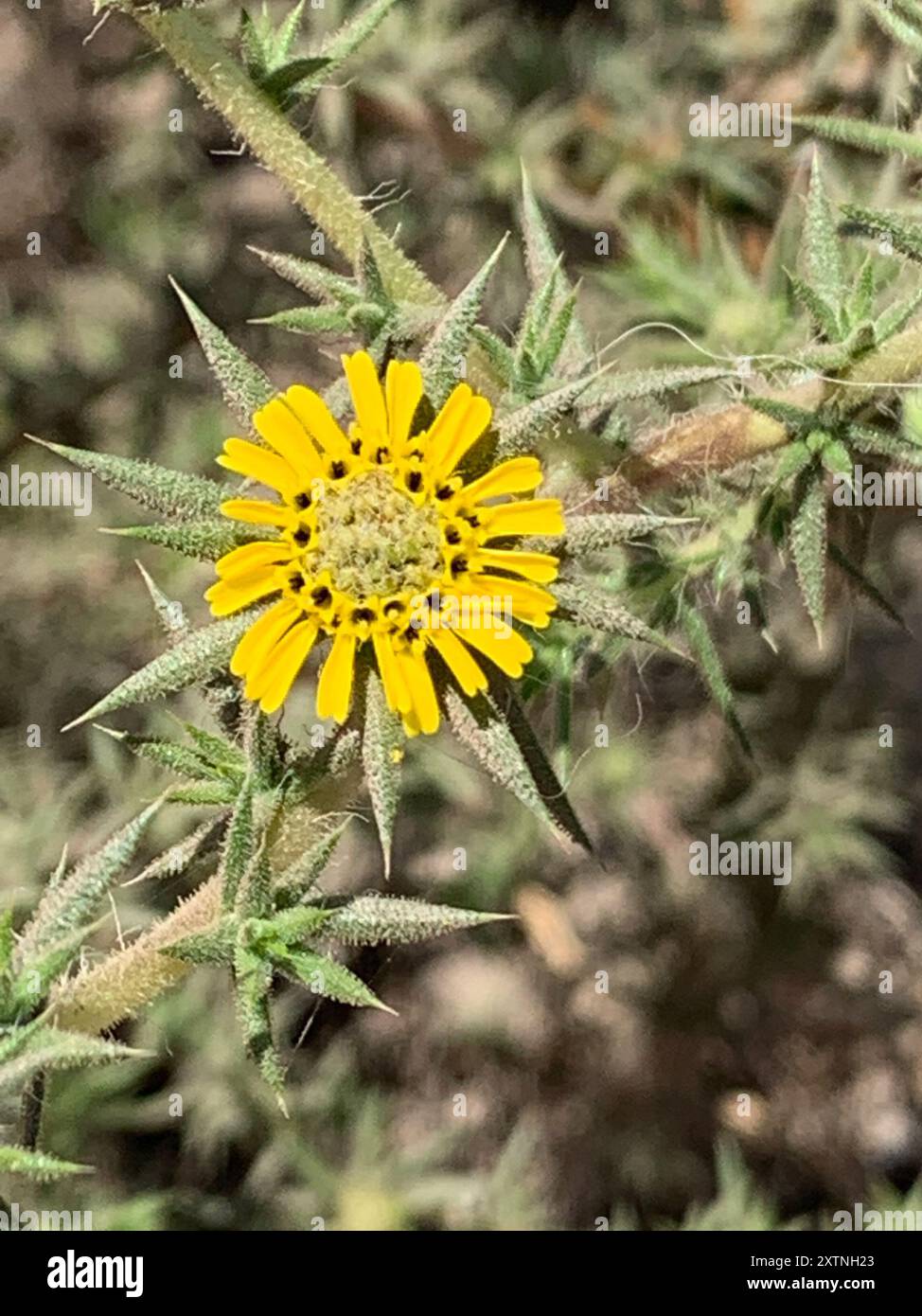 southern tarplant (Centromadia parryi australis) Plantae Stock Photo ...