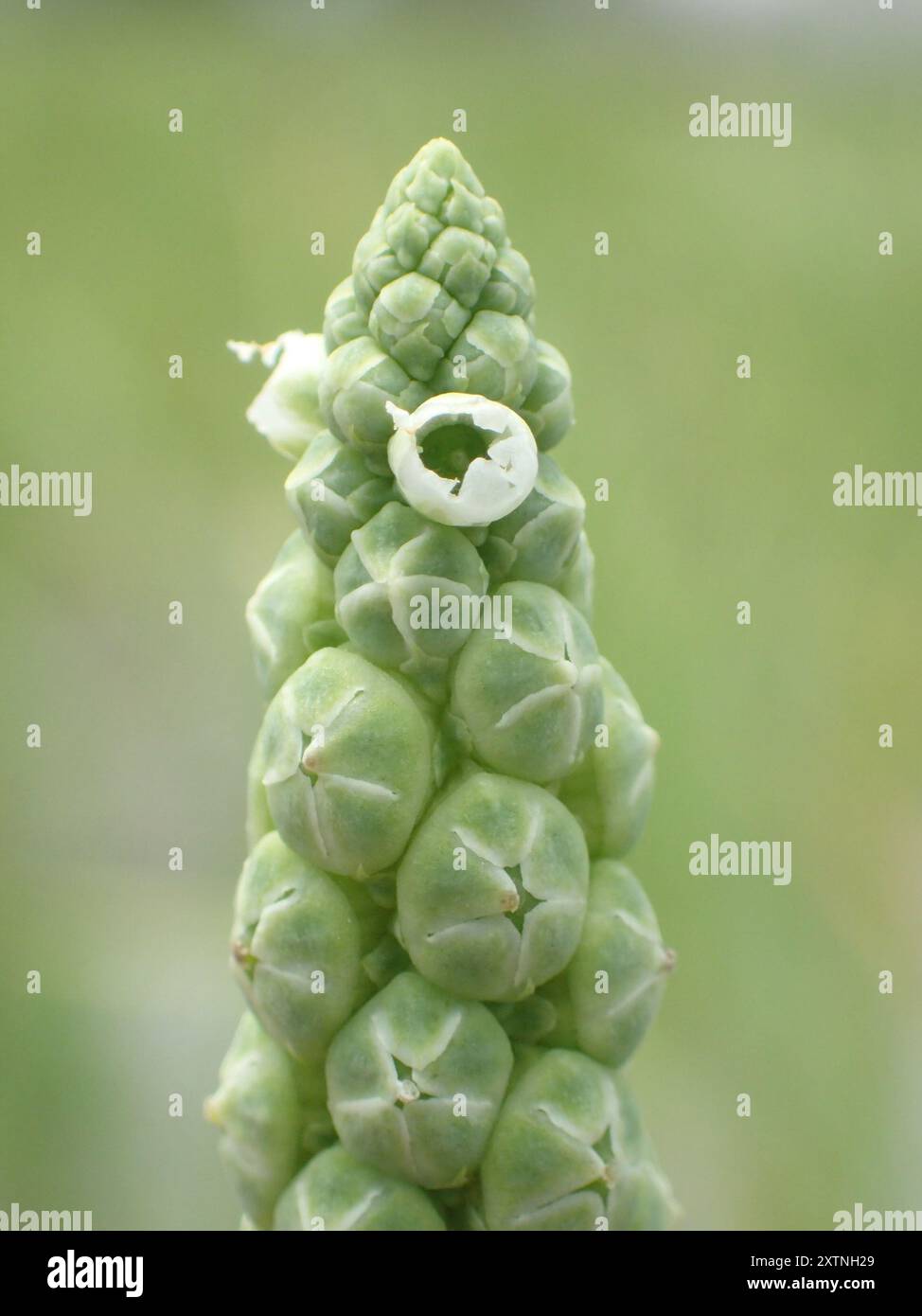 chickenspike (Sphenoclea zeylanica) Plantae Stock Photo - Alamy