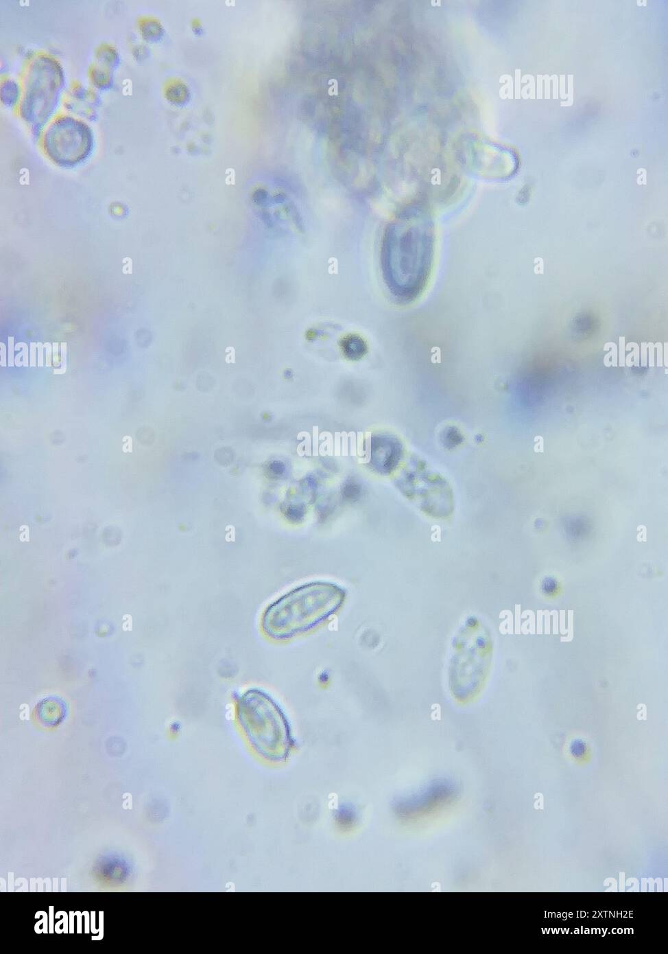 (Resinomycena rhododendri) Fungi Stock Photo - Alamy