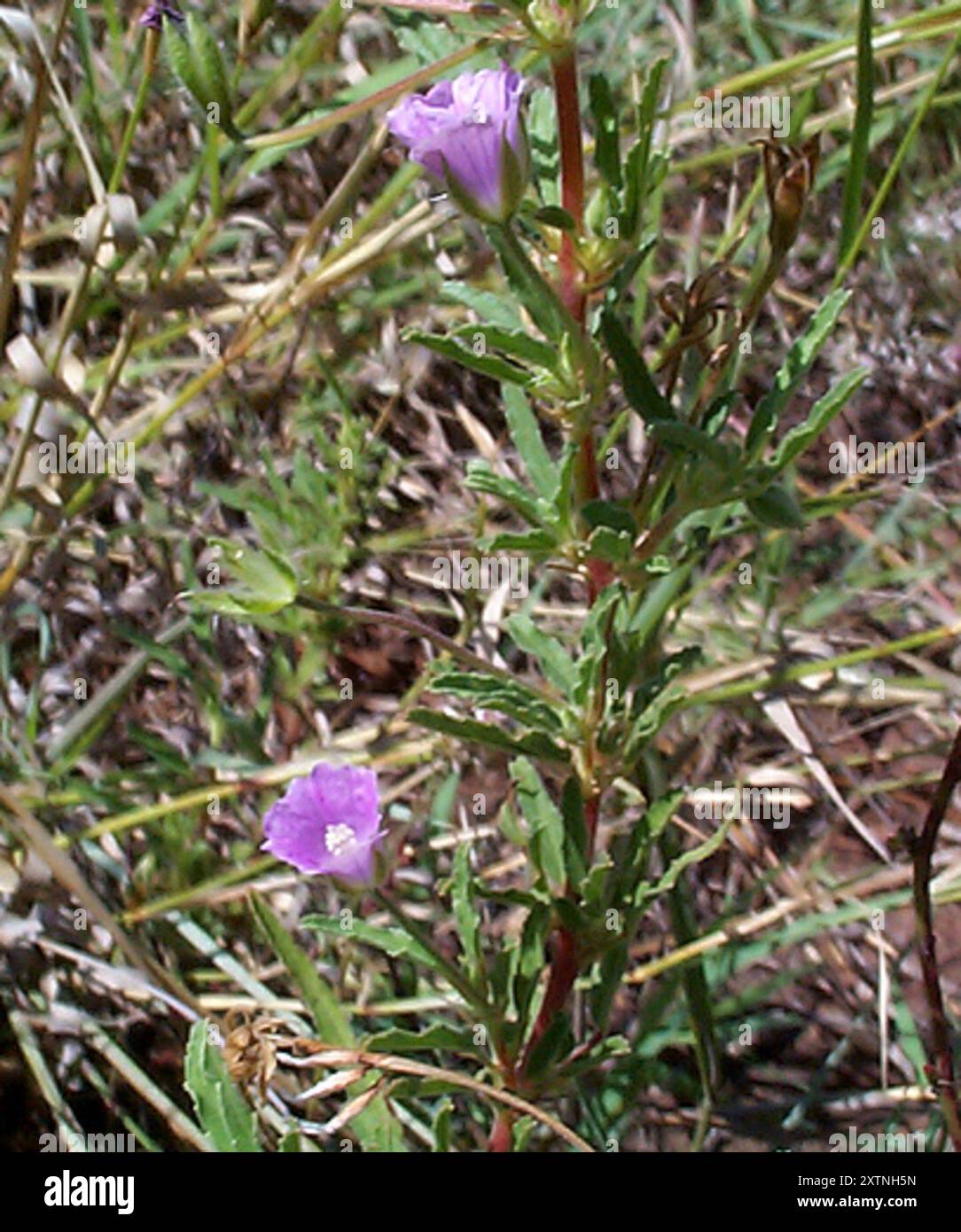 Narrow-leaved Dysentry-herb (Monsonia angustifolia) Plantae Stock Photo ...
