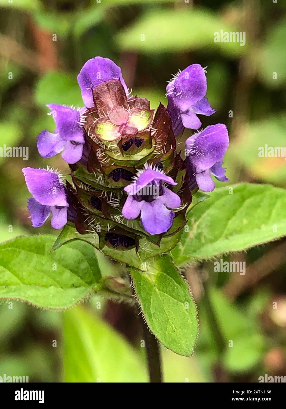 common selfheal (Prunella vulgaris) Plantae Stock Photo - Alamy