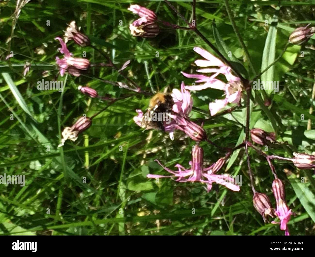 Tree Bumble Bee (Bombus hypnorum) Insecta Stock Photo - Alamy