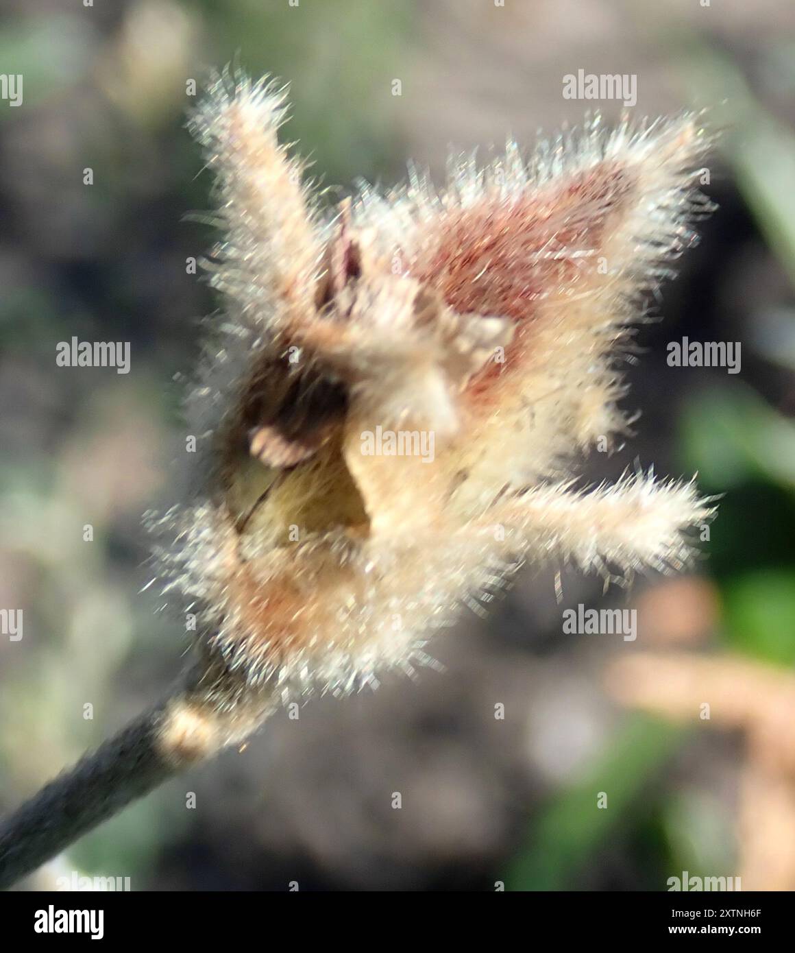 Hairy Capesweetpea (Podalyria burchellii) Plantae Stock Photo - Alamy