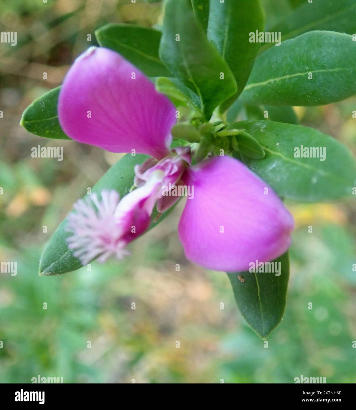 Septemberbush (Polygala myrtifolia myrtifolia) Plantae Stock Photo - Alamy