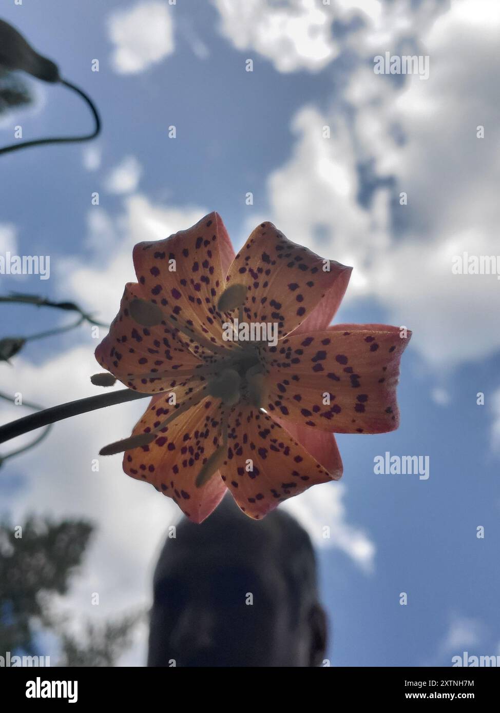 Leopard Lily (Lilium pardalinum) Plantae Stock Photo - Alamy