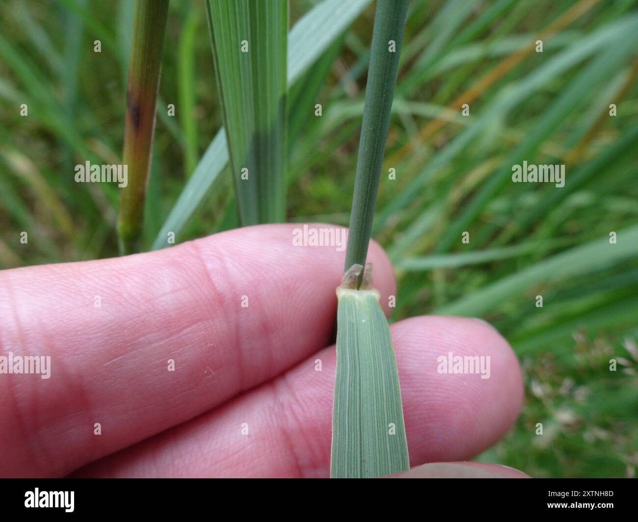 Bushgrass (Calamagrostis epigejos) Plantae Stock Photo - Alamy