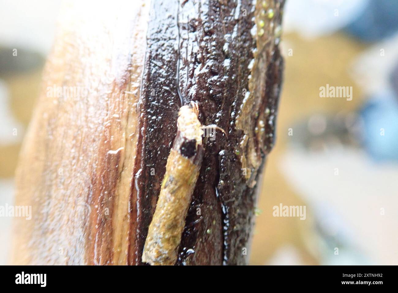 Giant Casemaker Caddisflies (Phryganeidae) Insecta Stock Photo - Alamy