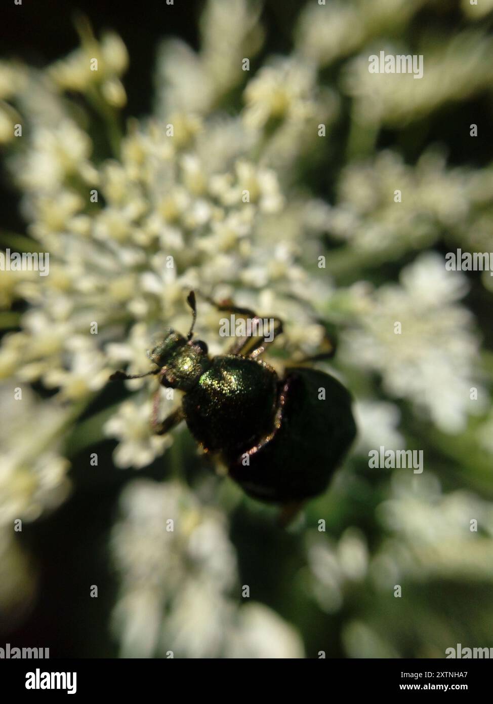 Noble gnorimus nobilis hi-res stock photography and images - Alamy