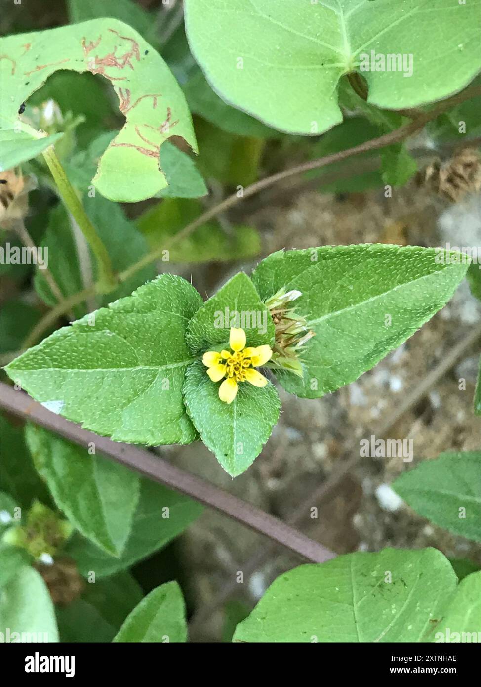 straggler daisy (Calyptocarpus vialis) Plantae Stock Photo - Alamy