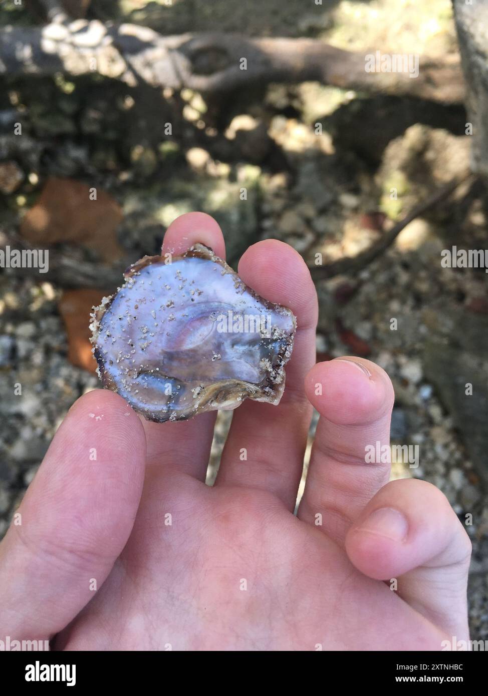 Flat Tree Oyster (Isognomon alatus) Mollusca Stock Photo - Alamy