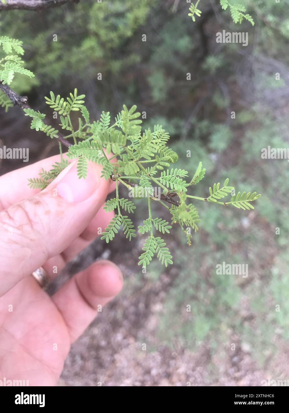 Acacia constricta hi-res stock photography and images - Alamy