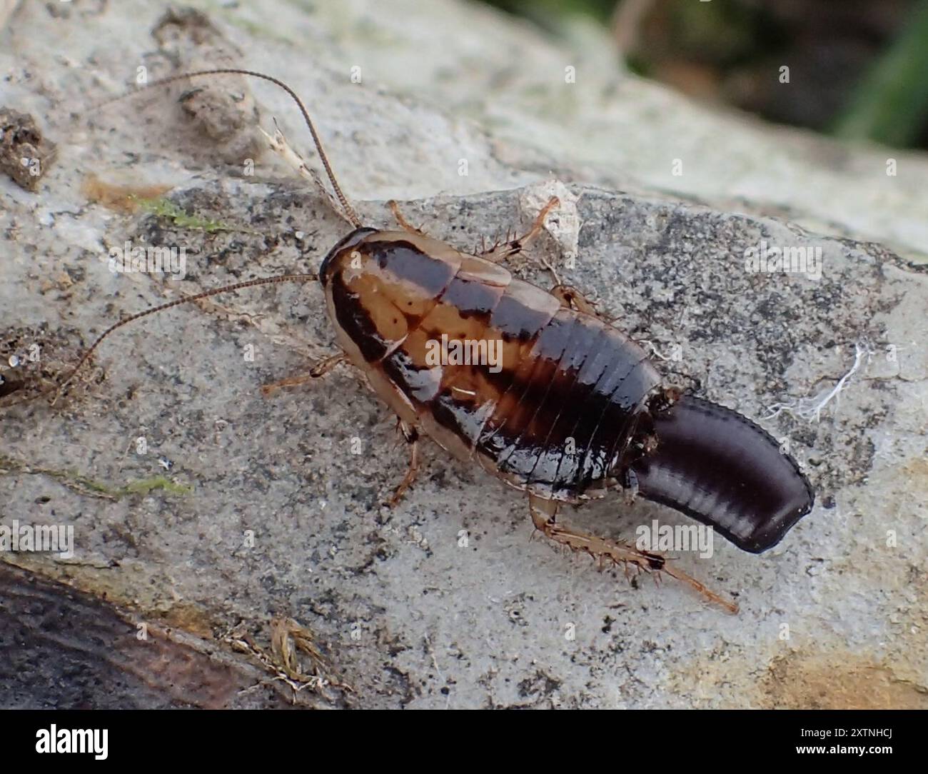 Cockroaches and Termites (Blattodea) Insecta Stock Photo - Alamy