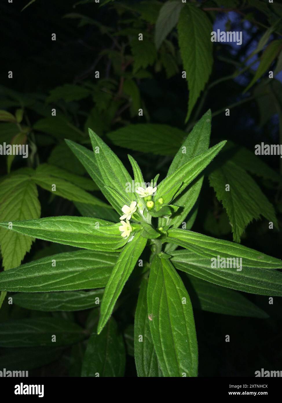 Common Gromwell (Lithospermum officinale) Plantae Stock Photo - Alamy