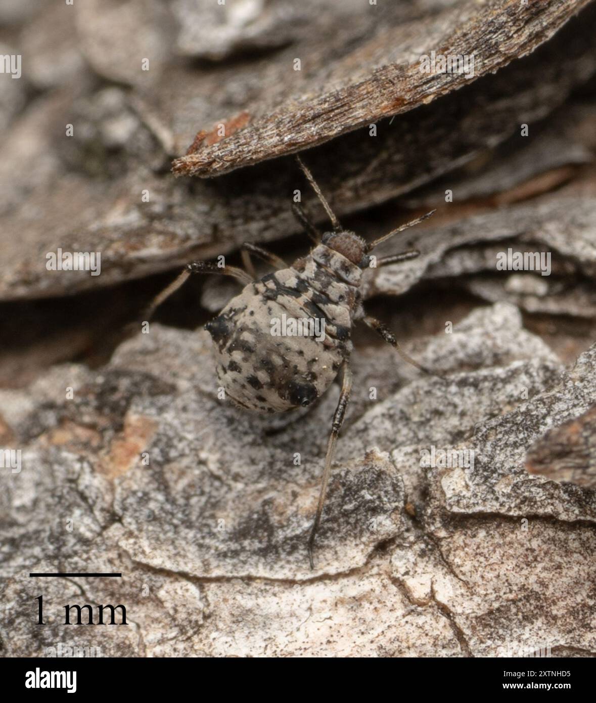 Giant Conifer Aphids (Cinara) Insecta Stock Photo - Alamy